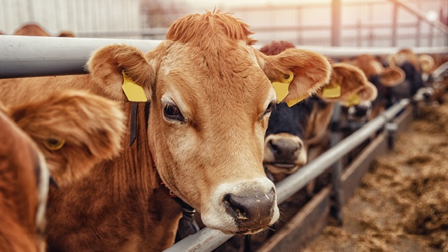 Centriflow Wet Rendering System | Alfa Laval